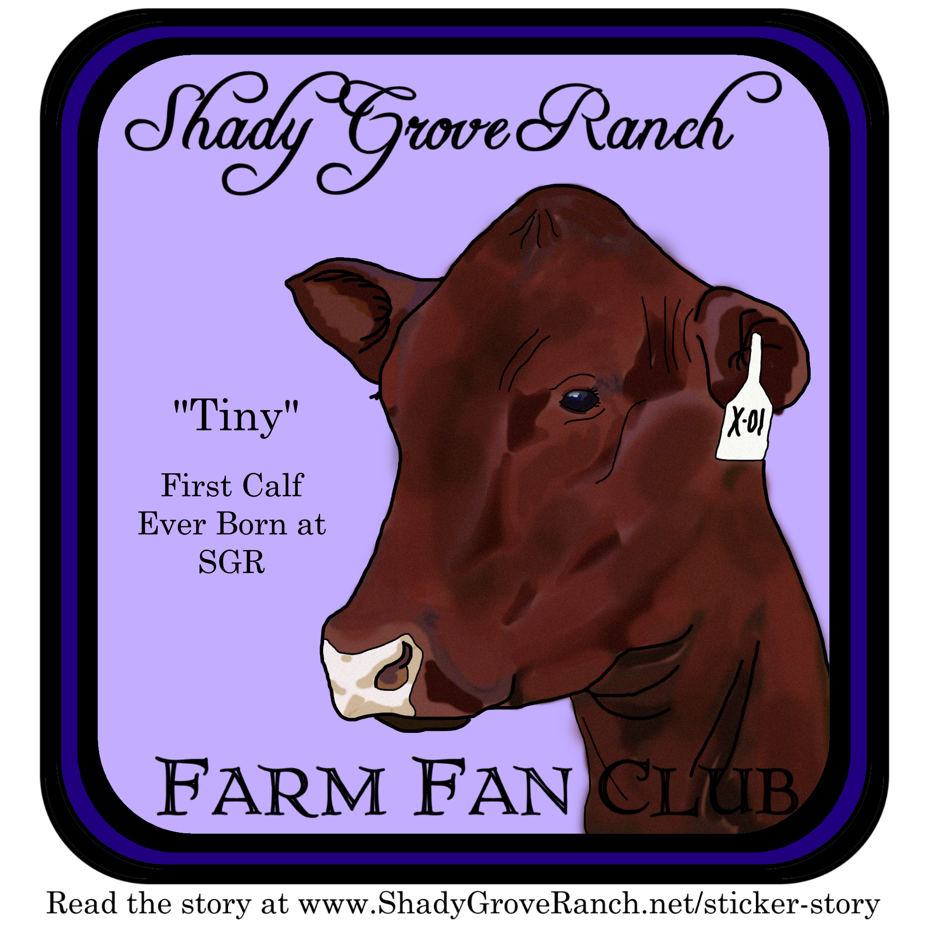 Who is Top Cow at Shady Grove Ranch? Part 3 – Tiny | Shady Grove Ranch