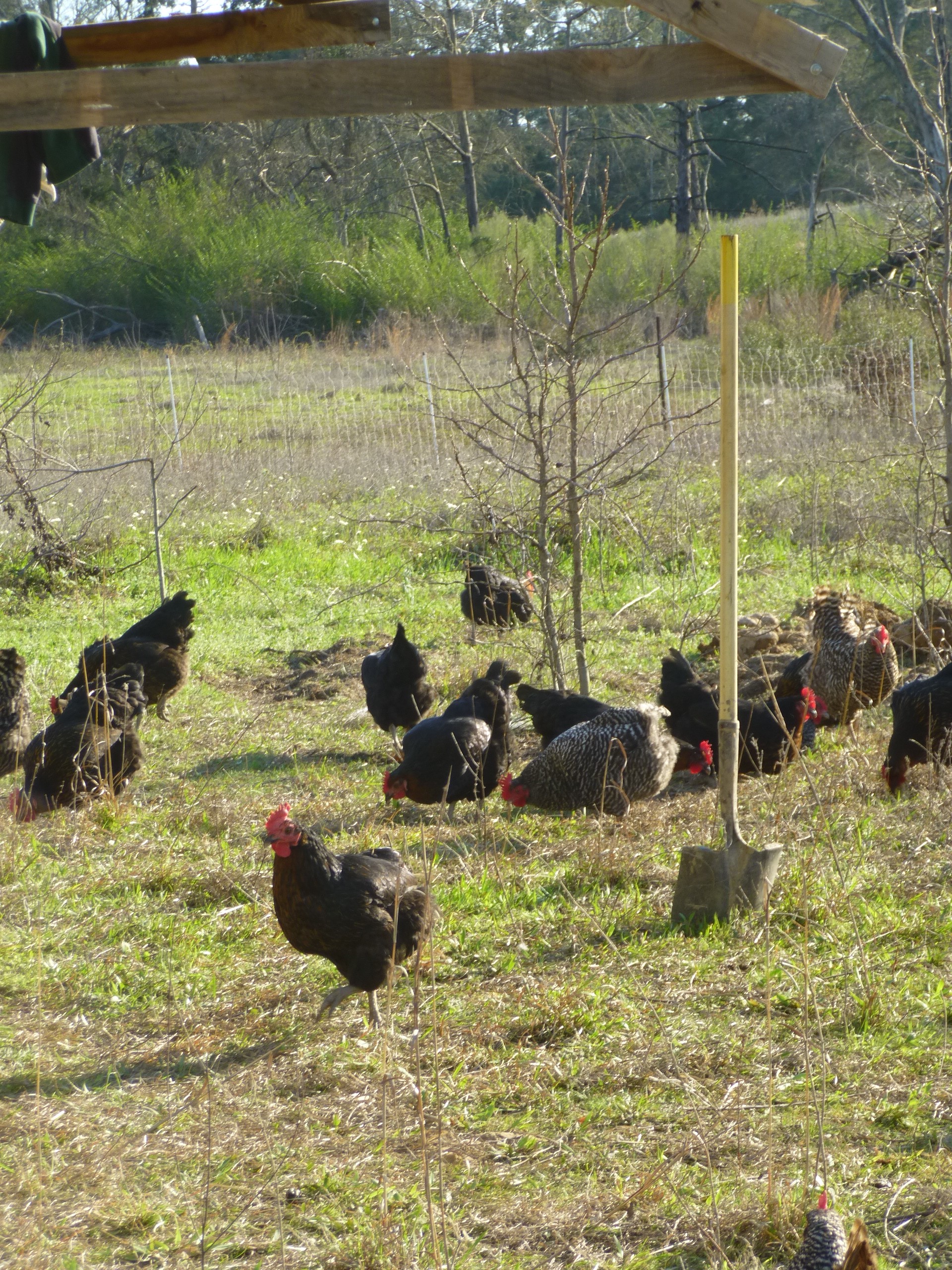 The Day The Chicken Paddock Became A Mudslide - Shady Grove Ranch